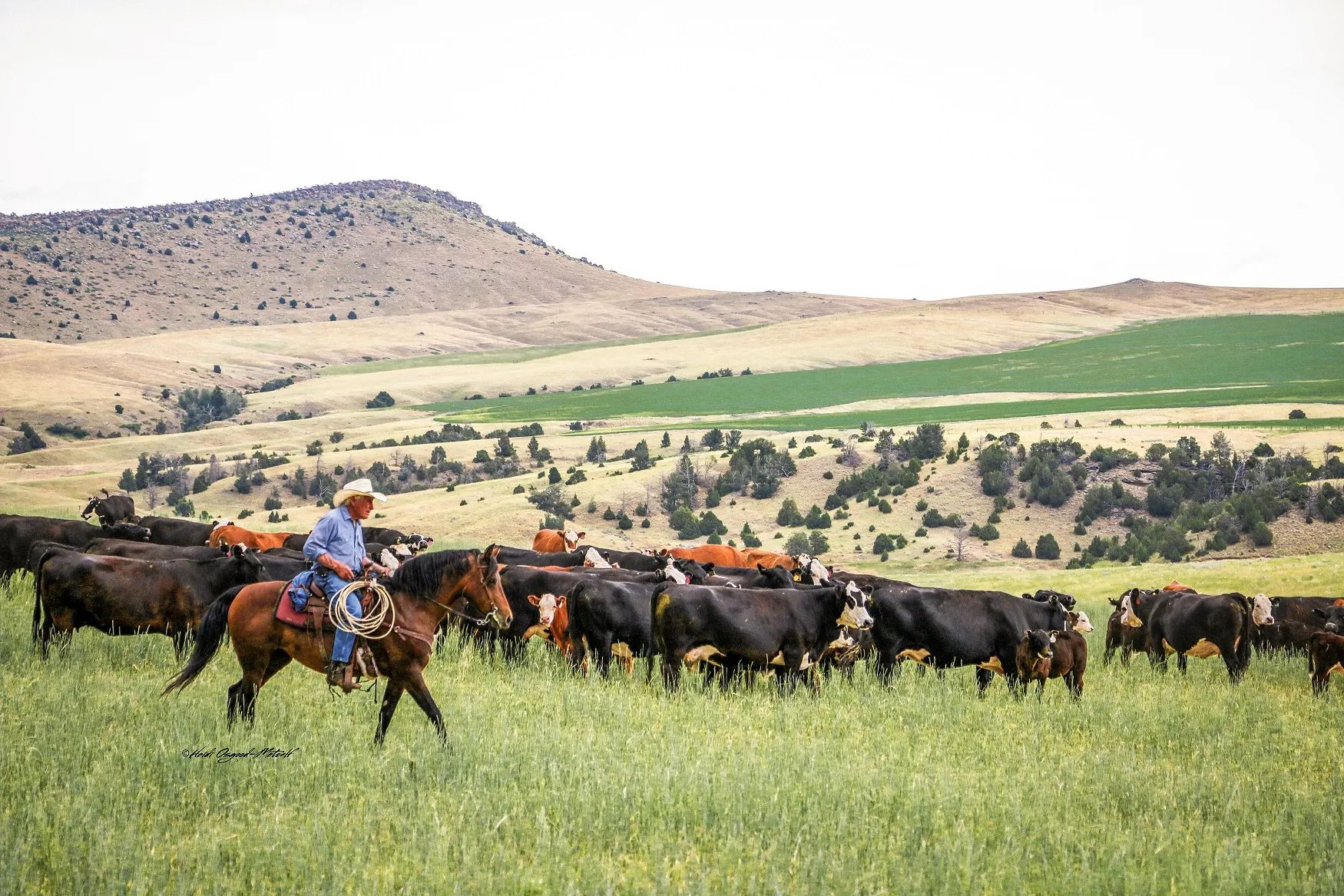 Pleasant View Ranch/Jackson Morgan Horse Ranch