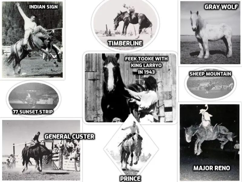 Tooke Bucking Horses