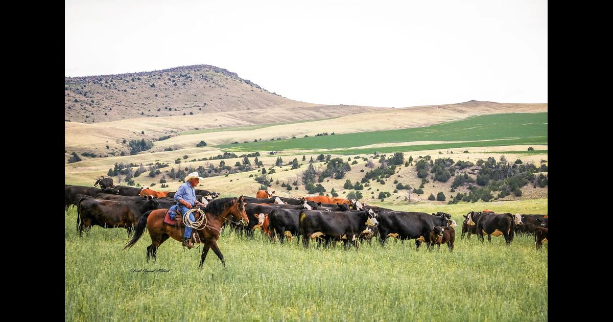 Pleasant View Ranch/Jackson Morgan Horse Ranch